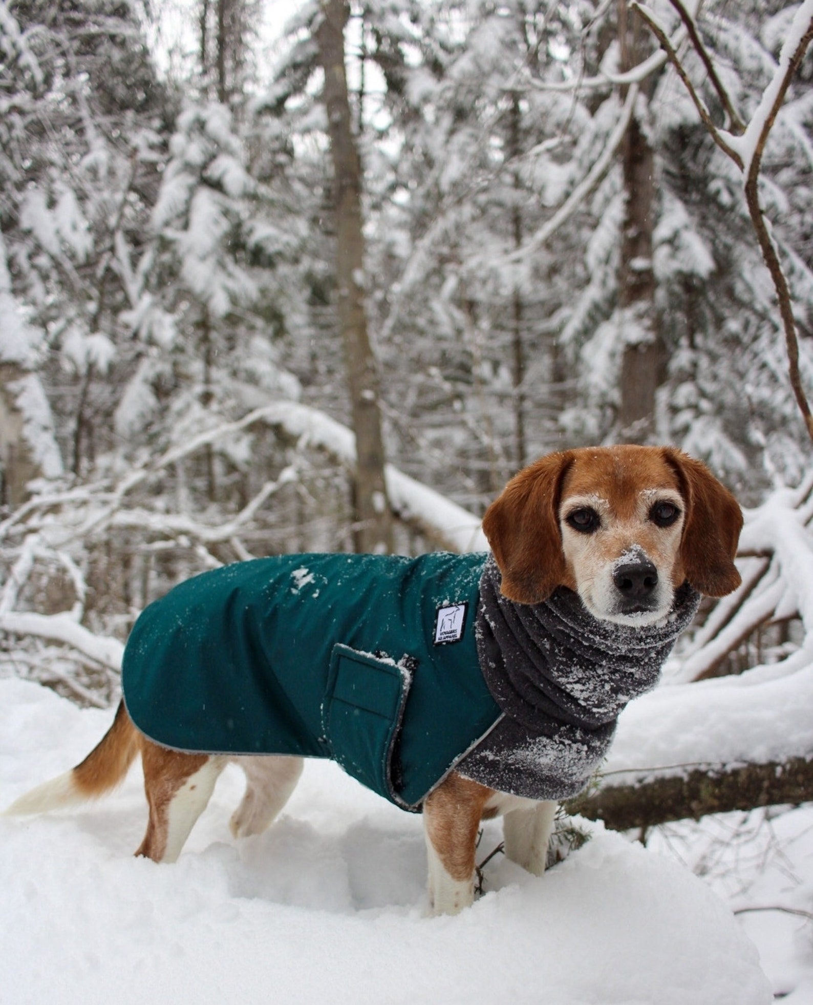 BEAGLE Winter Dog Coat Winter Coat Winter Jacket Waterproof | Etsy