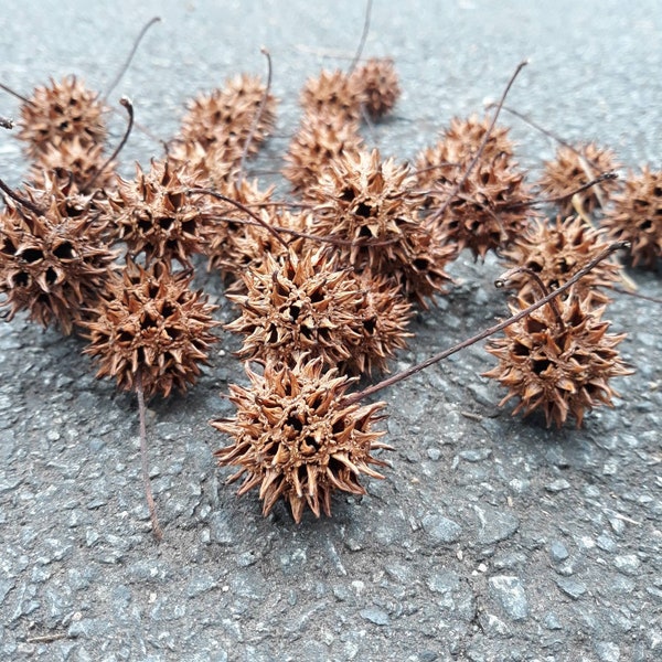 Sweetgum Balls - Etsy