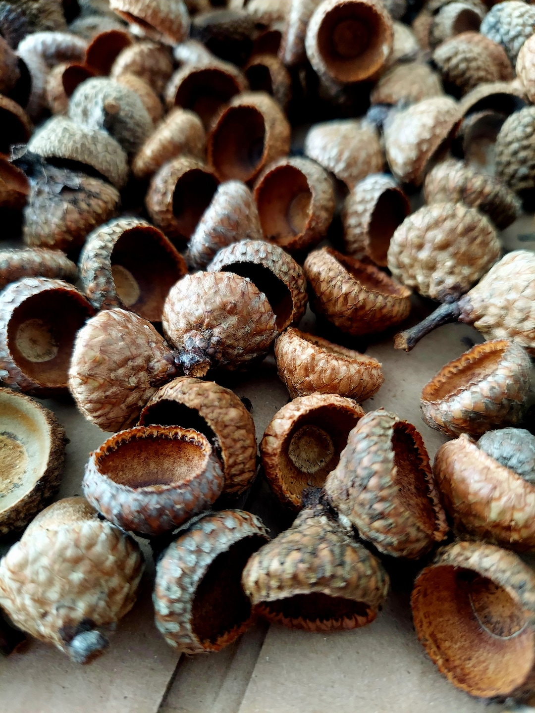 Eco-friendly Natural Oak Acorn Caps Perfect for Crafts and Decor Pack ...