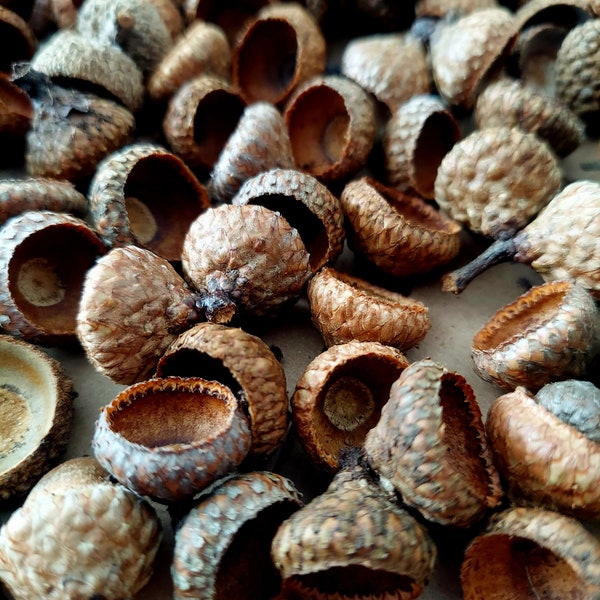Acorn Caps - Etsy