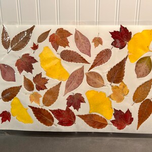 Real Fall, Autumn Leaf Laminated Place Mats Real Leaves Pressed Than ...