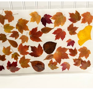 Real Fall, Autumn Leaf Laminated Place Mats Real Leaves Pressed Than ...
