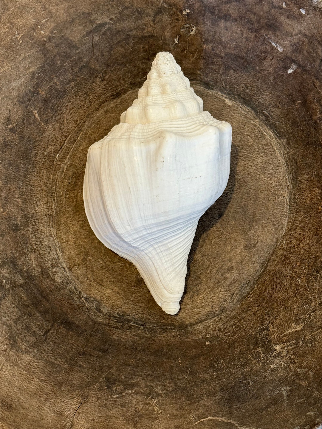 Large & Luscious VINTAGE Chank Seashell, Bold Details, Heavy for Size ...