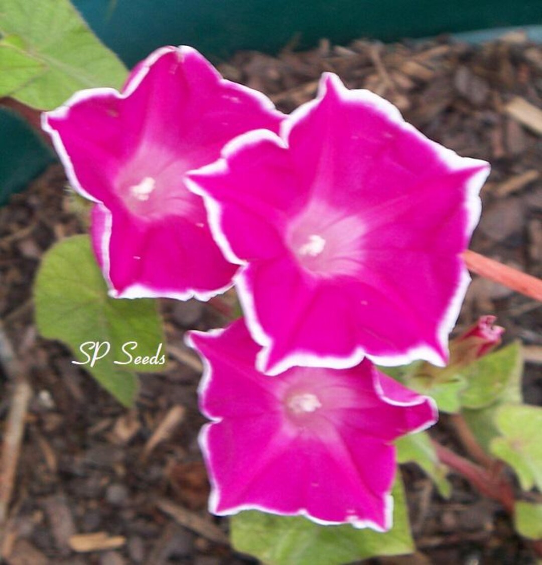 Kikyo Red Picotee - Japanese Morning Glory Seeds - Ipomoea Nil - Single ...