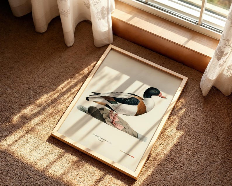 Vintage Duck Print, Common Shelduck Art, Coastal Wall Decor, Lake House ...