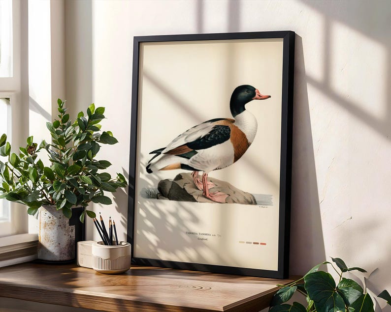 Vintage Duck Print, Common Shelduck Art, Coastal Wall Decor, Lake House ...
