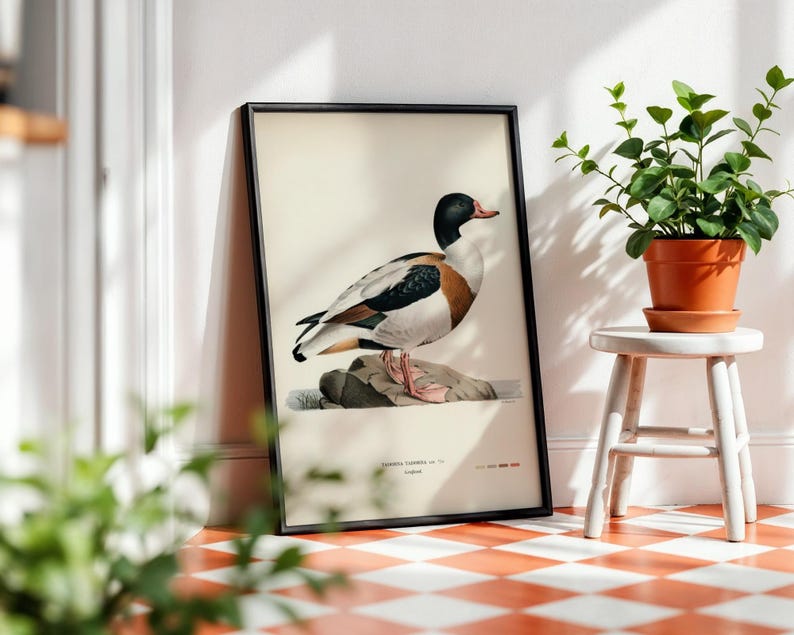 Vintage Duck Print, Common Shelduck Art, Coastal Wall Decor, Lake House ...