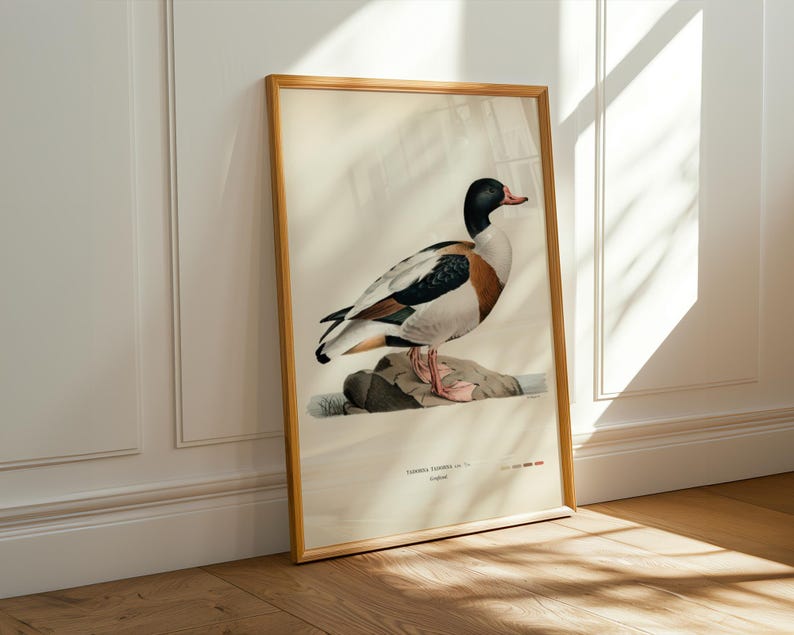 Vintage Duck Print, Common Shelduck Art, Coastal Wall Decor, Lake House ...