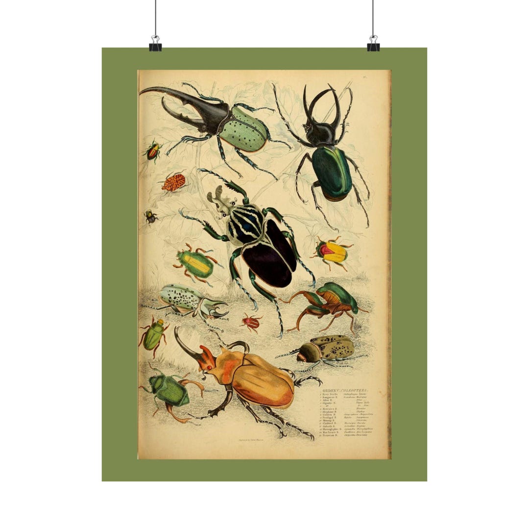 Beetle, Bug Vintage Poster Print, Entomology - Etsy