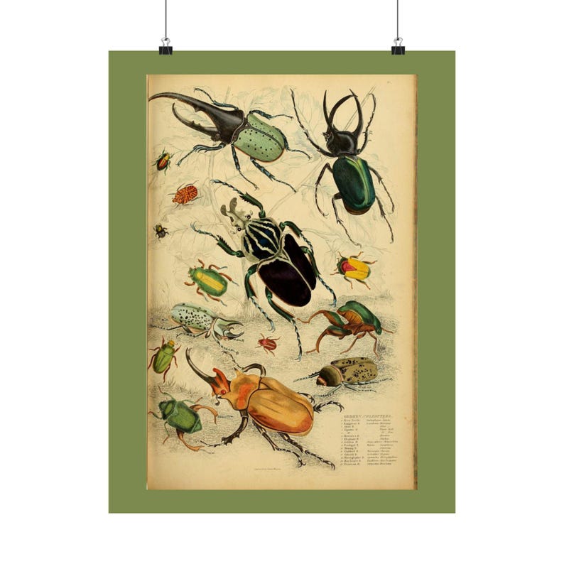 Beetle, Bug Vintage Poster Print, Entomology - Etsy