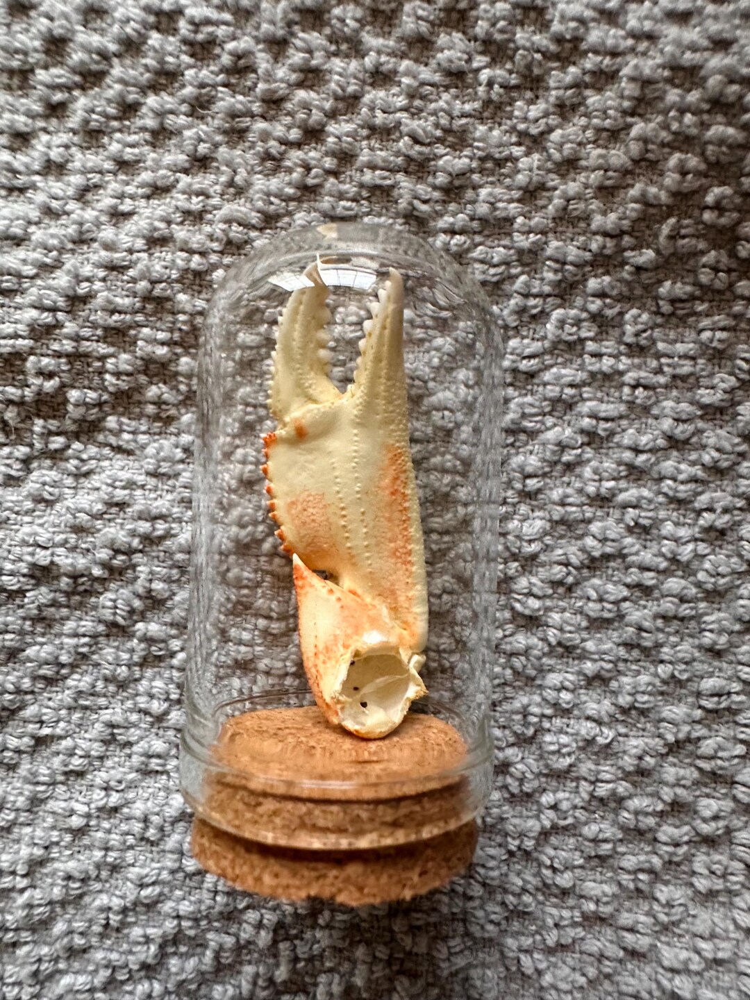 Real Crab Claw in Glass Vial: Miniature Oddity Curiosity, Vulture ...