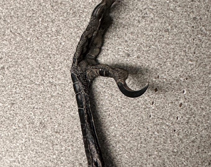 Real Crow Foot: Vulture Culture, Altar Decor, Taxidermy, Gothic Curio ...