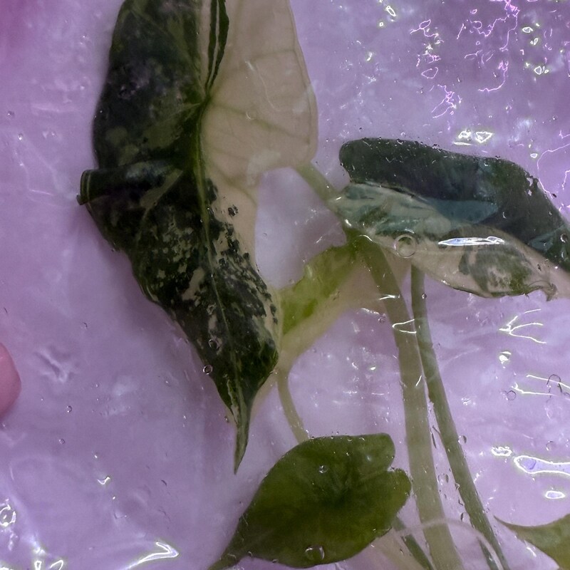 Alocasia Tc Albo - Etsy