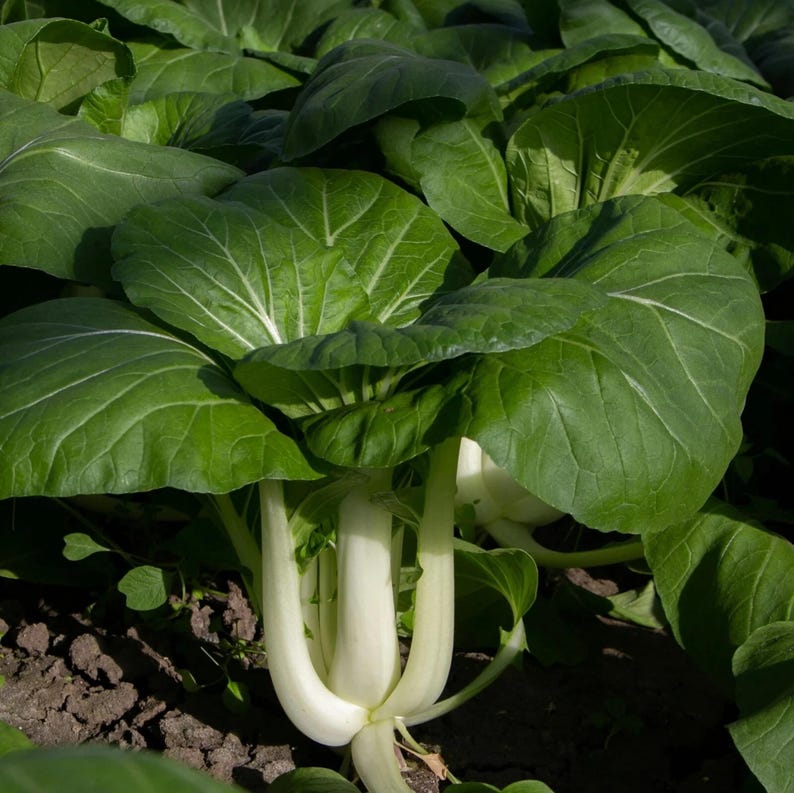Bok Choy Seeds, Pak Choi White Stem, Non-gmo - Etsy