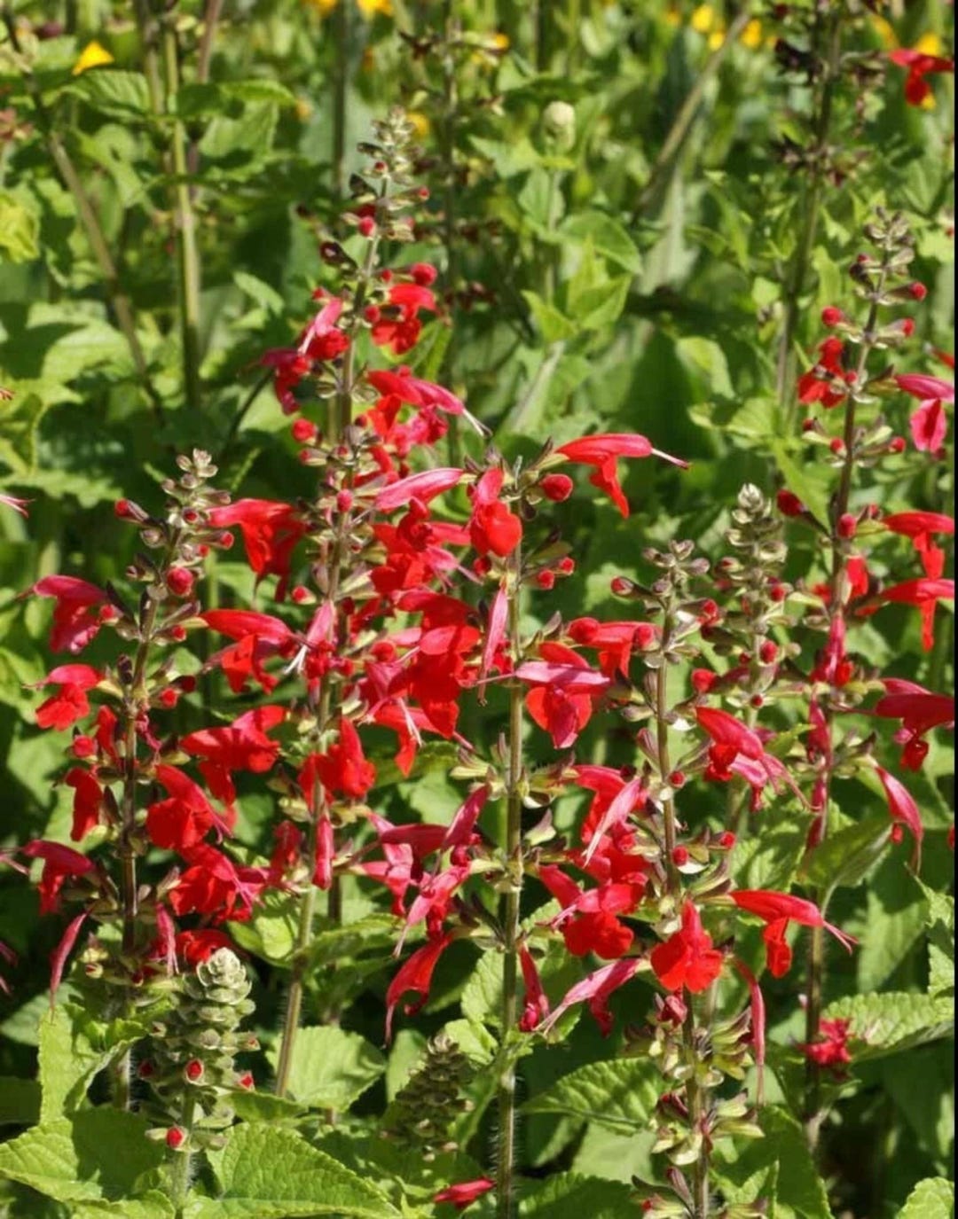 Red Scarlet Salvia Seeds Sage 500 Hummingbird Flowers - Etsy