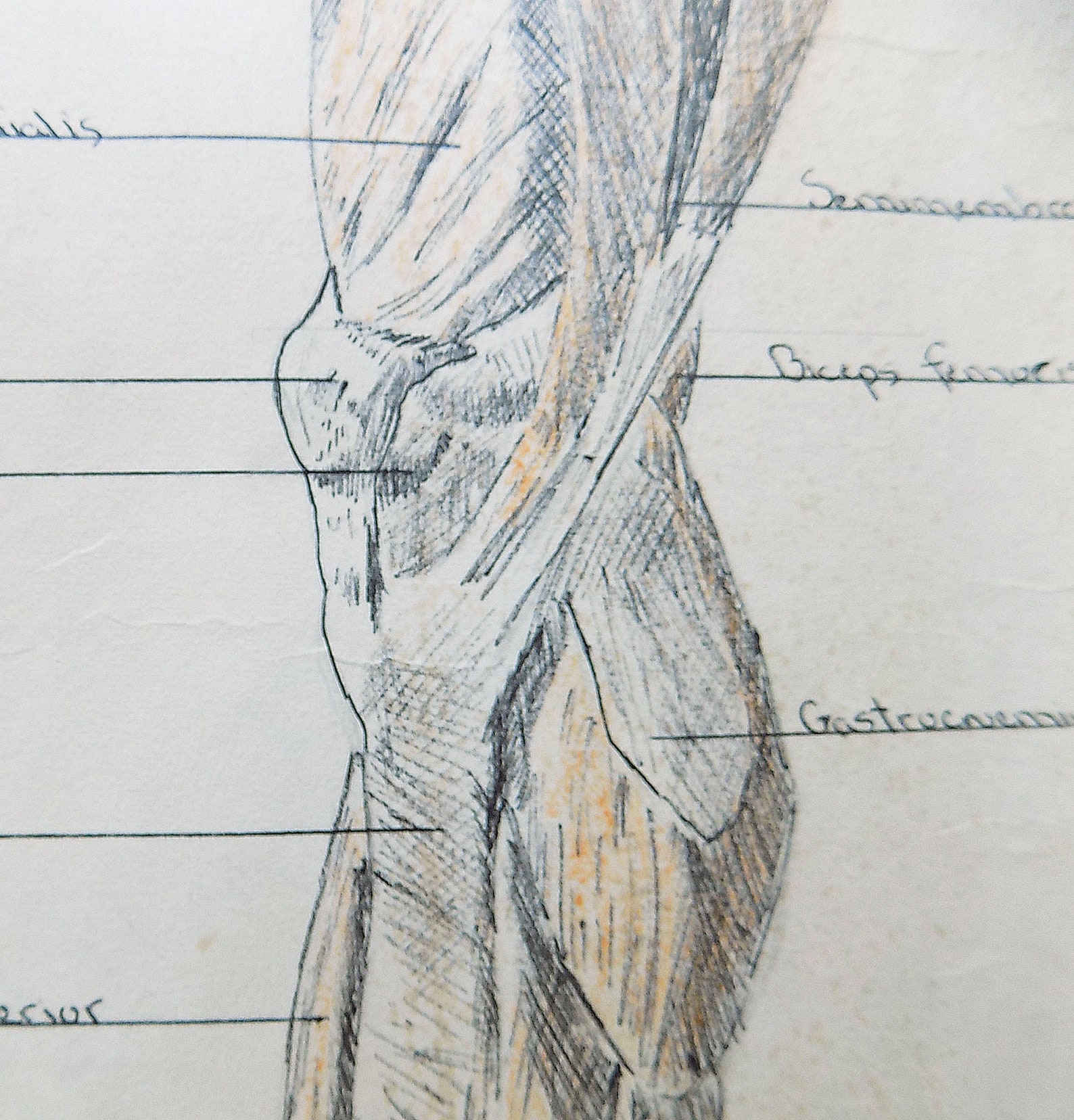 Large Anatomical Drawing of Leg Muscles From a Life Drawing - Etsy