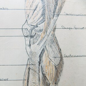 Large Anatomical Drawing of Leg Muscles From a Life Drawing Class by ...