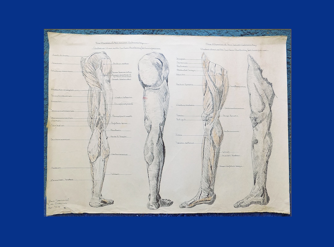 Large Anatomical Drawing of Leg Muscles From a Life Drawing Class by ...