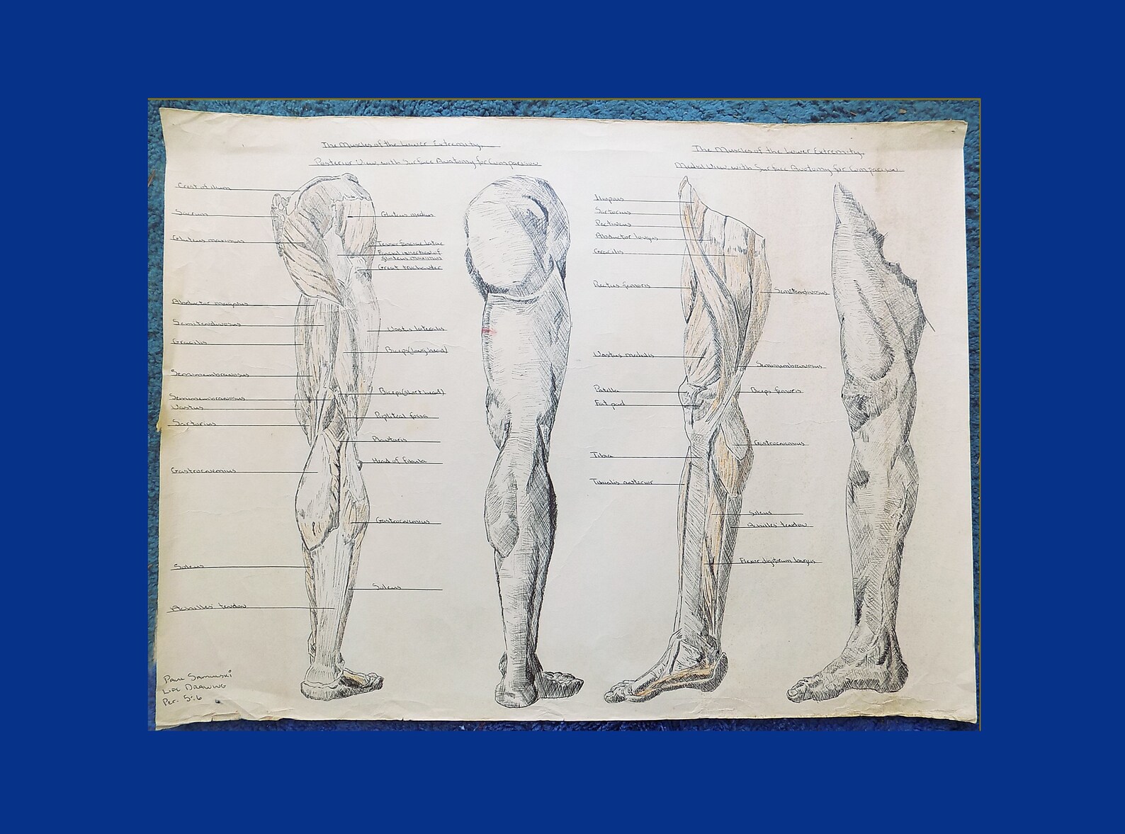 Large Anatomical Drawing of Leg Muscles From a Life Drawing Class by ...