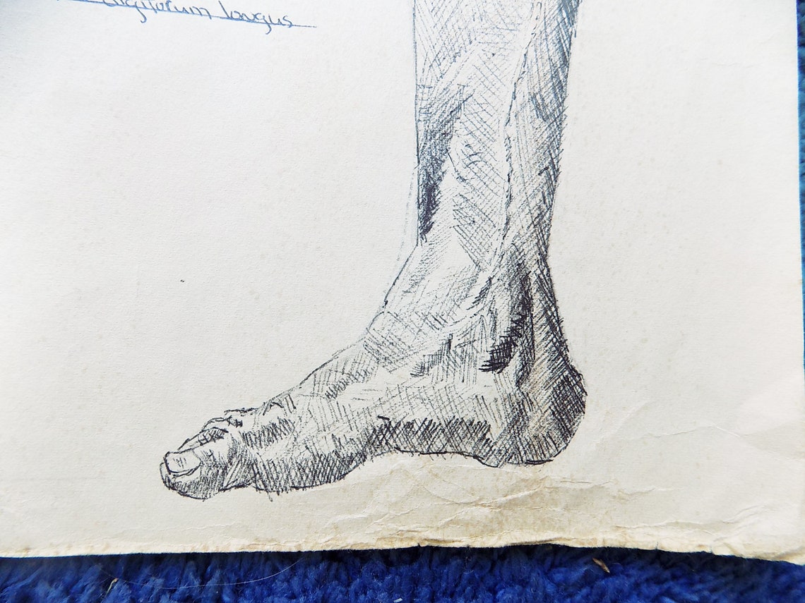 Large Anatomical Drawing of Leg Muscles From a Life Drawing Class by ...