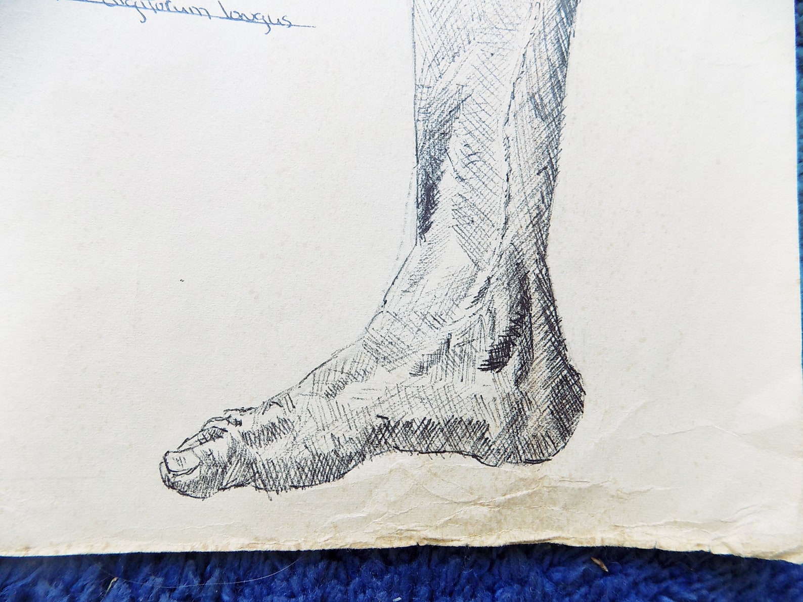 Large Anatomical Drawing of Leg Muscles From a Life Drawing Class by ...