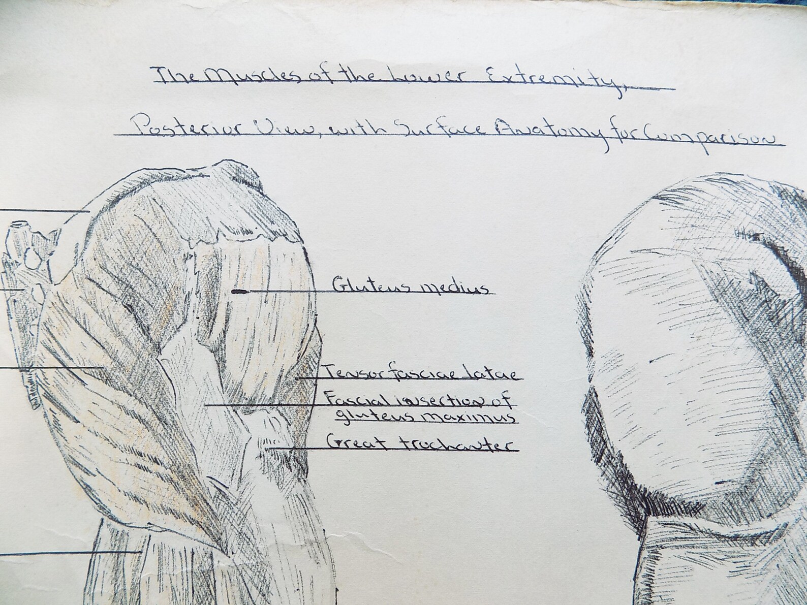 Large Anatomical Drawing of Leg Muscles From a Life Drawing Class by ...