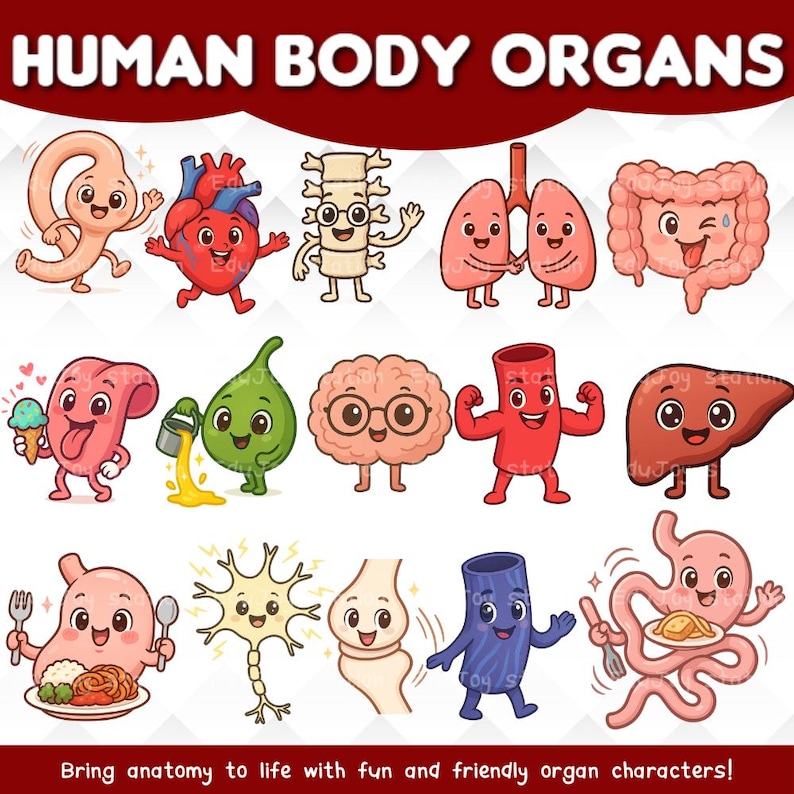Human Body Organs Clipart – 42 Cute Anatomy Characters With Facial ...