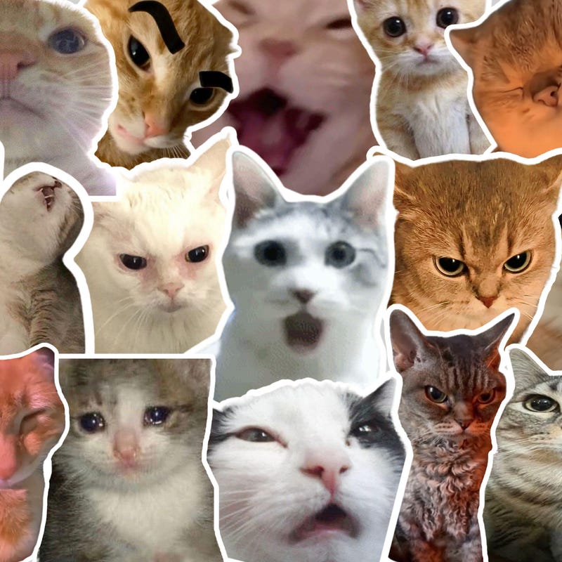 Printable Cat Meme - Etsy