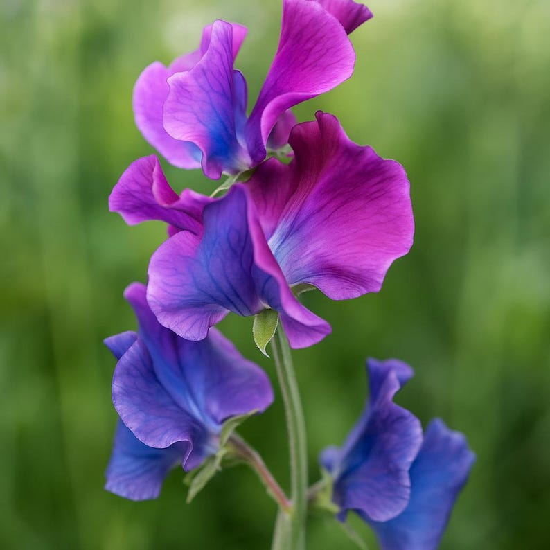 50+ Blue Shift Sweet Pea Seeds | Rare Color-changing Flower | Fragrant ...