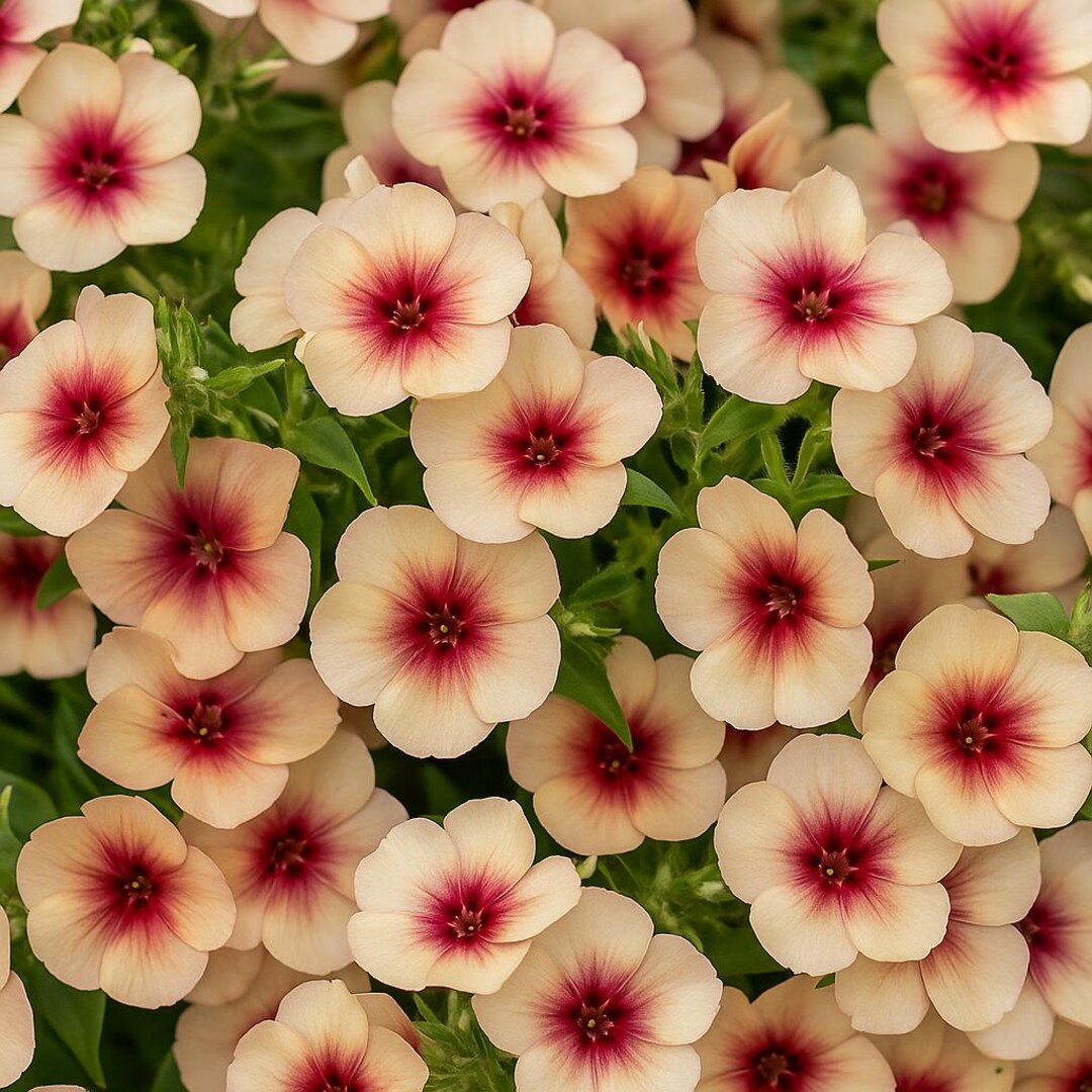 Cherry Caramel Phlox Seeds | Rare Pink & Caramel Blooms - Etsy