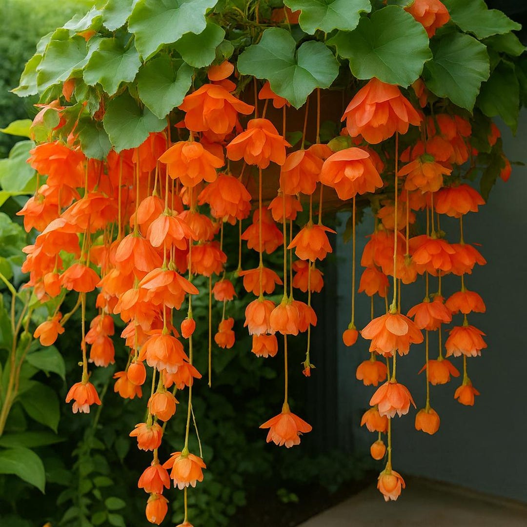 25+ Orange Weeping Begonia Seeds | Rare Hanging Begonia | Trailing ...