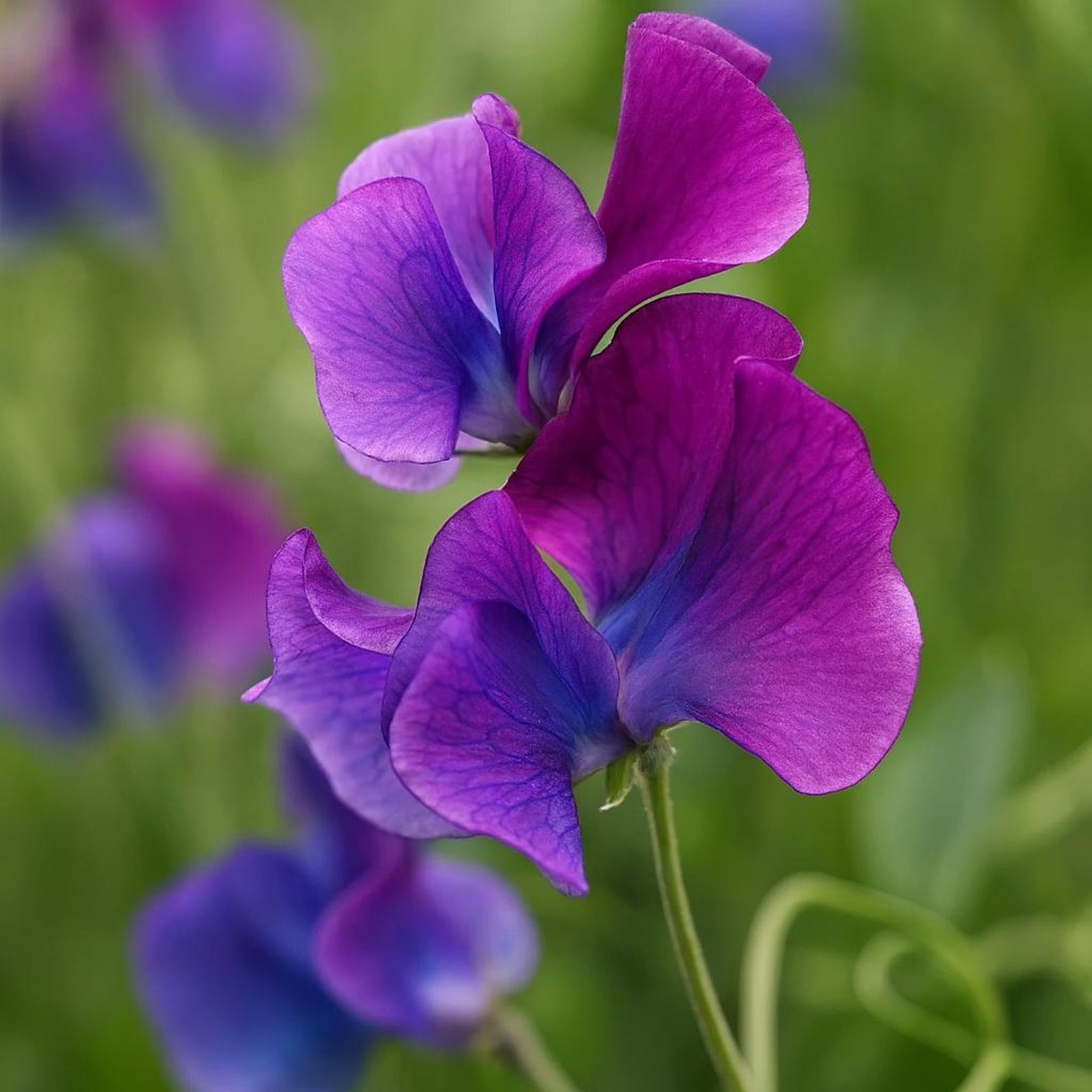 50+ Blue Shift Sweet Pea Seeds | Rare Color-changing Flower | Fragrant ...
