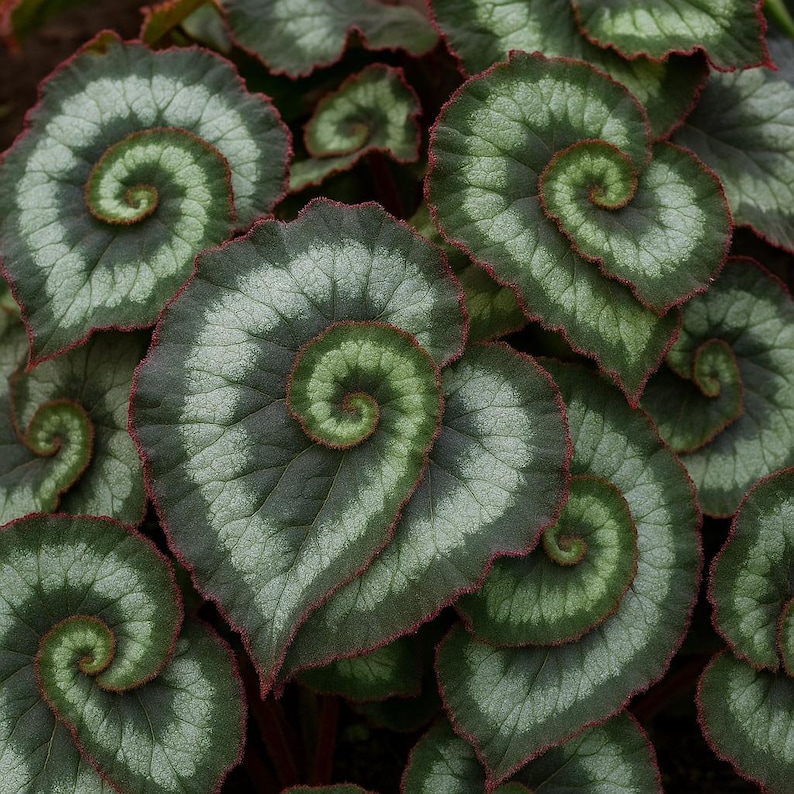 25+ Escargot Begonia Seeds, Rare Spiral Leaf, Unique Indoor Foliage ...