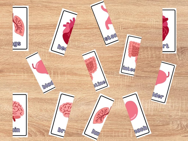 Human Organs Flashcards: Printable Anatomy Matching Game (digital ...