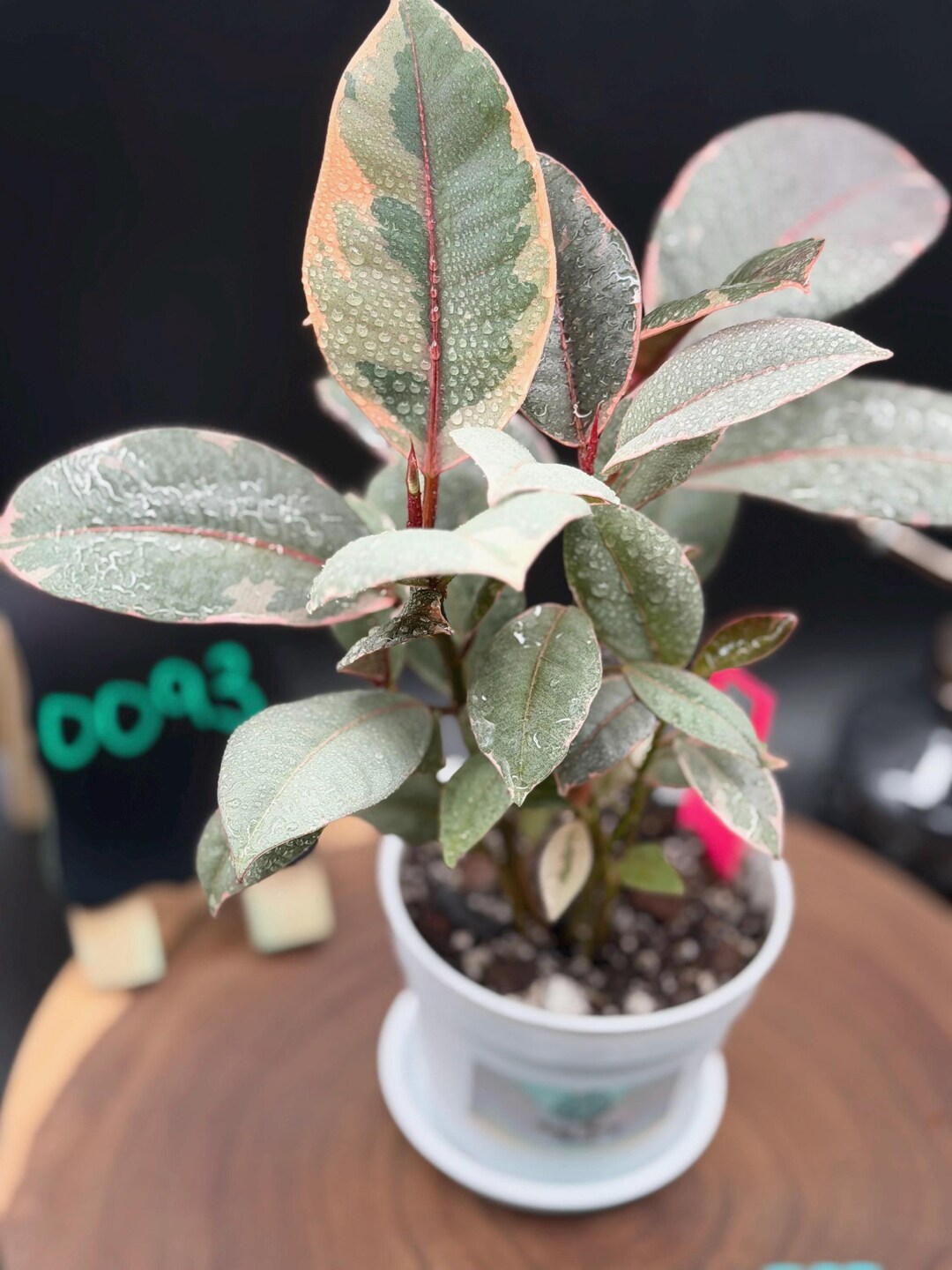 Ficus Elastica ‘ruby’ – 4” Pot | Exact Plant | Stunning Sun-stressed ...
