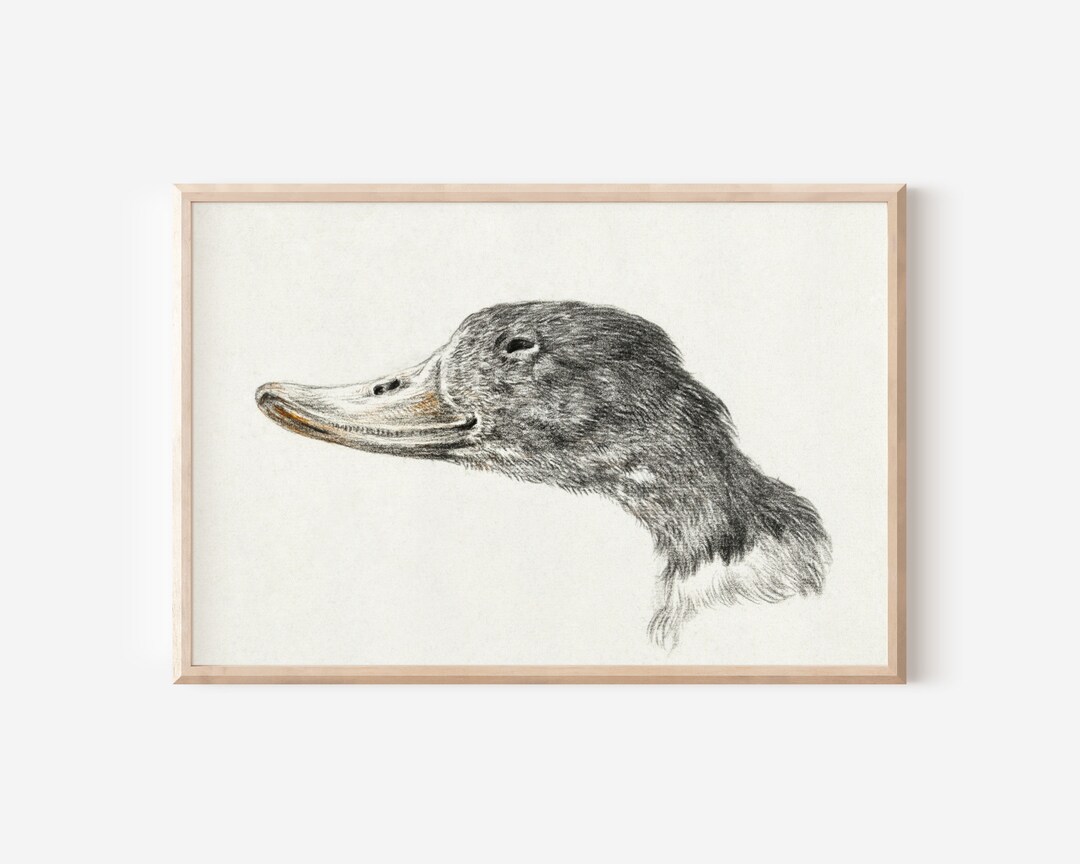 Digital Print Download Vintage Duck Portrait 1800s Antique Illustration ...