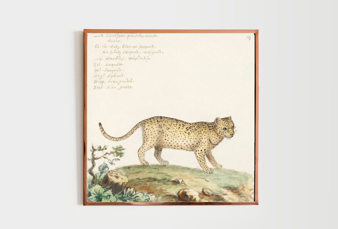 Antique Leopard Print: Vintage Jungle Cat Wall Art (digital Download ...