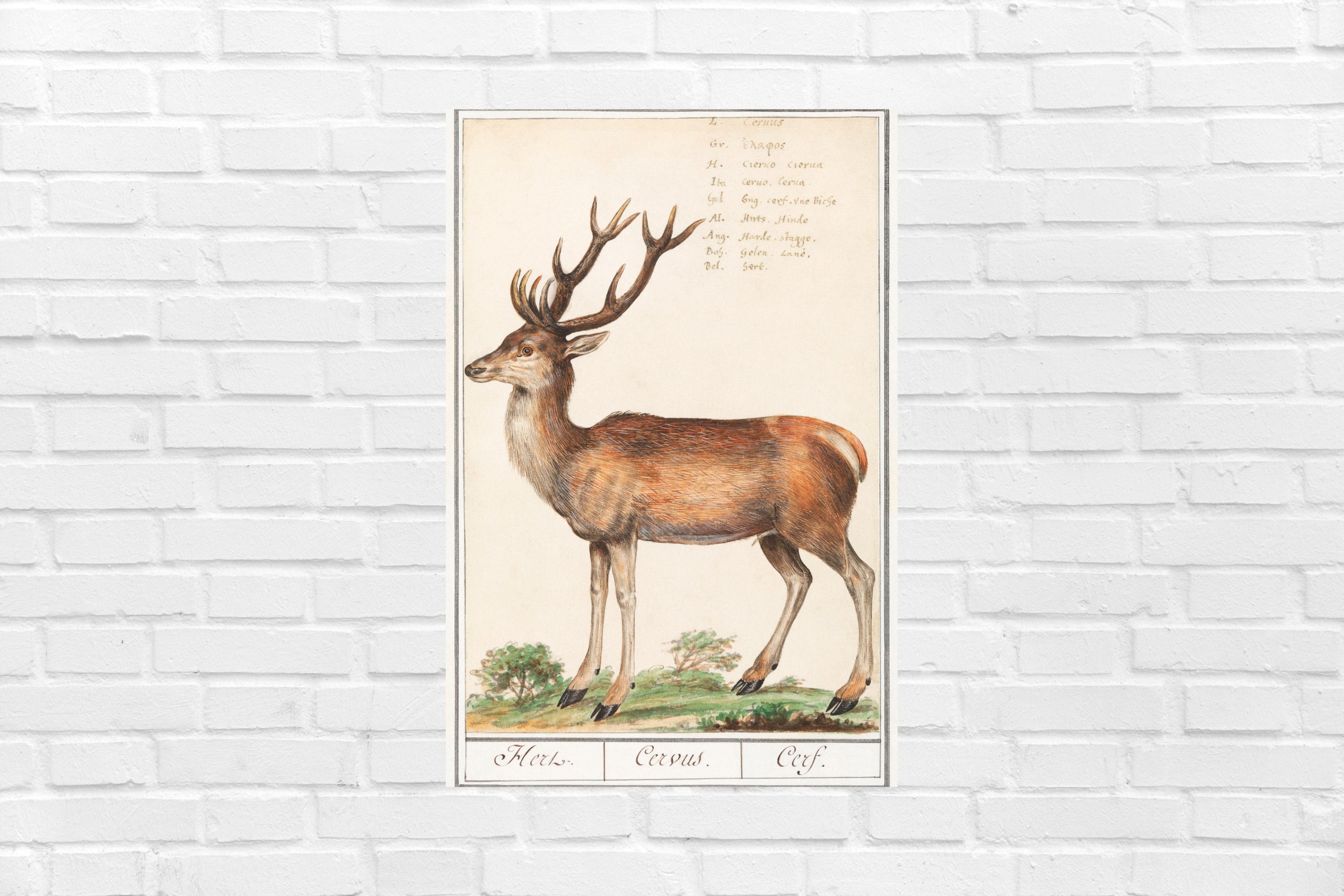 Digital Print Download Antique Deer Stag Buck Horn Specimen Book Art ...