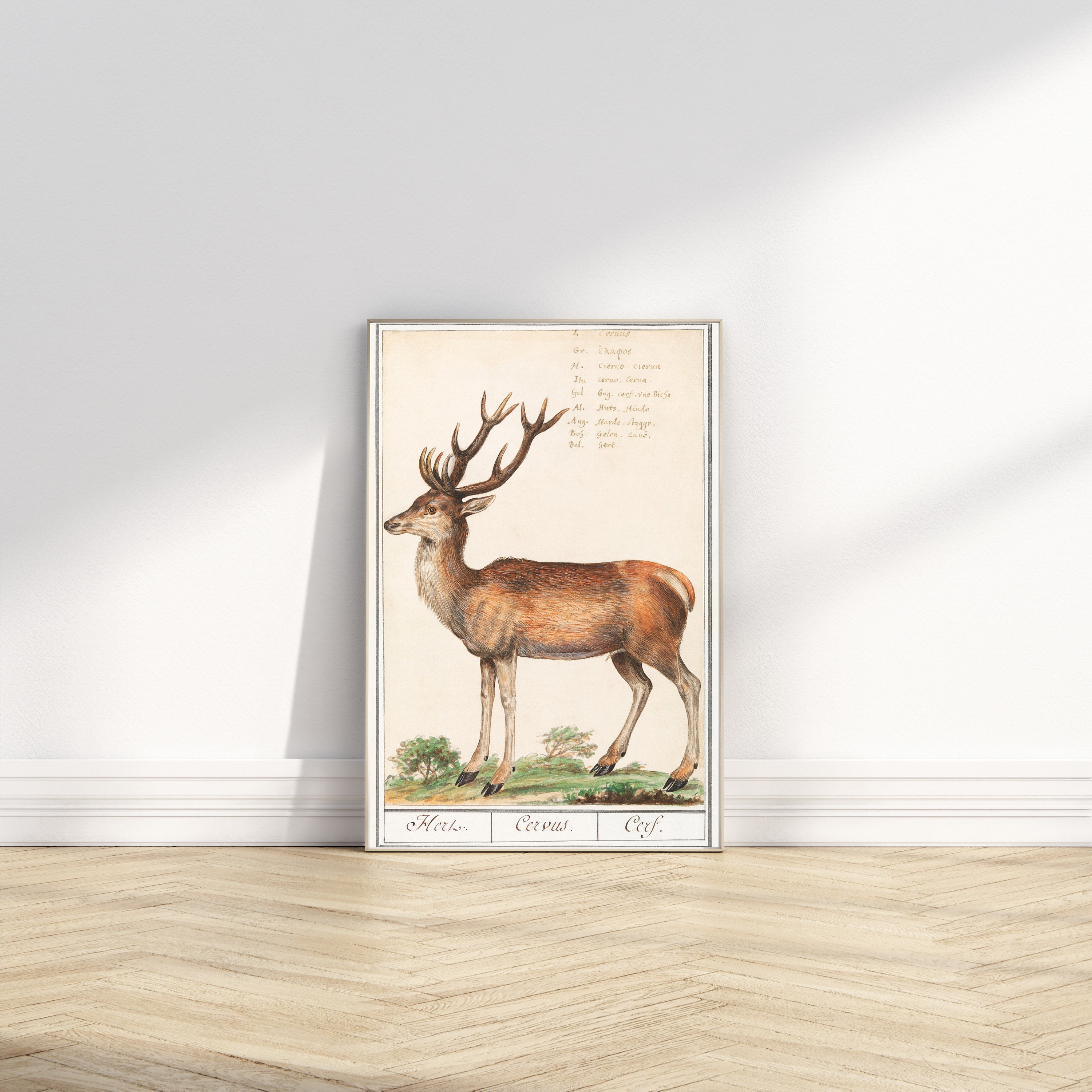 Digital Print Download Antique Deer Stag Buck Horn Specimen Book Art ...