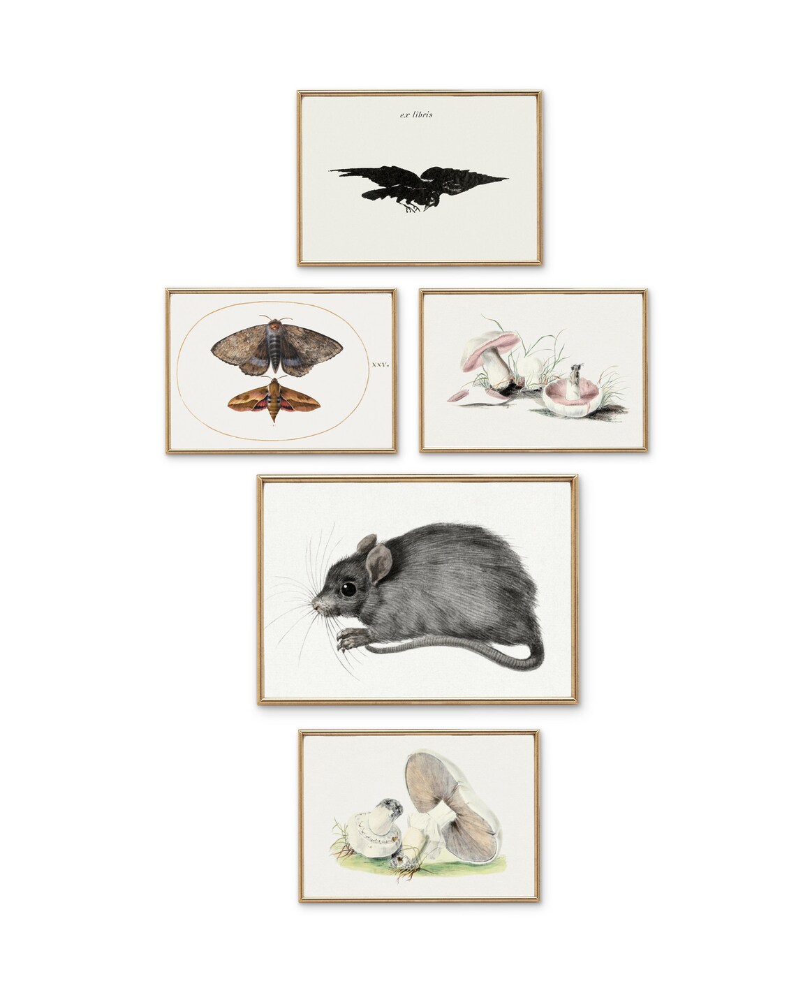 Set of 6 Digital Prints Download Vintage Light Academia Printable ...