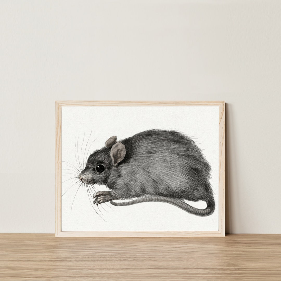 Digital Download Print Vintage Mouse 1800s Antique Illustration ...
