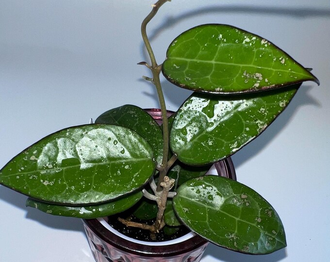 Hoya Callistophylla 'black Cat': Buntok Forest Collector Hoya - Live ...