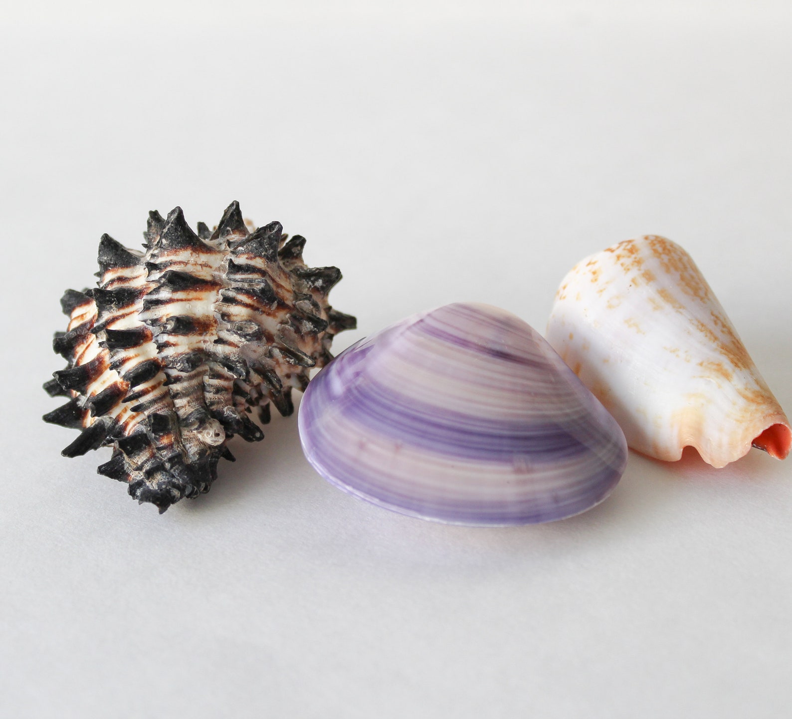 Natural Seashell Black, Purple, Orange Beach Decor Set of Three - Etsy