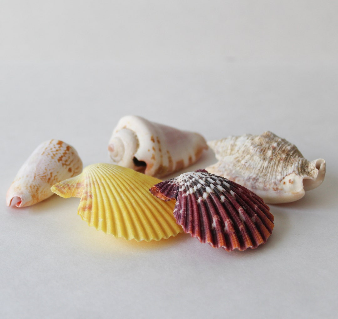Natural Seashell Collection Beach Decor Set of 5 - Etsy