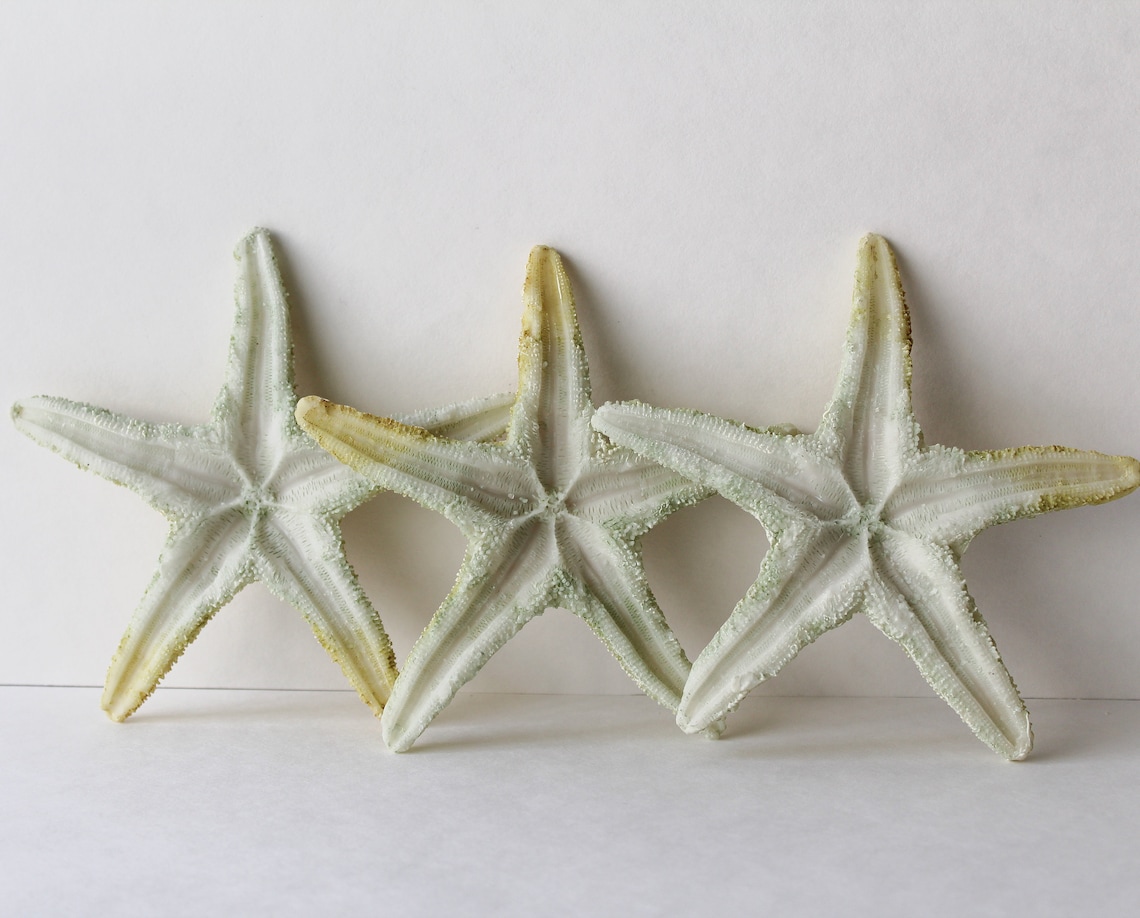 Natural Starfish Collection Beach Decor Set of Three - Etsy
