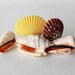 Natural Seashell Collection Beach Decor Set of 5 - Etsy