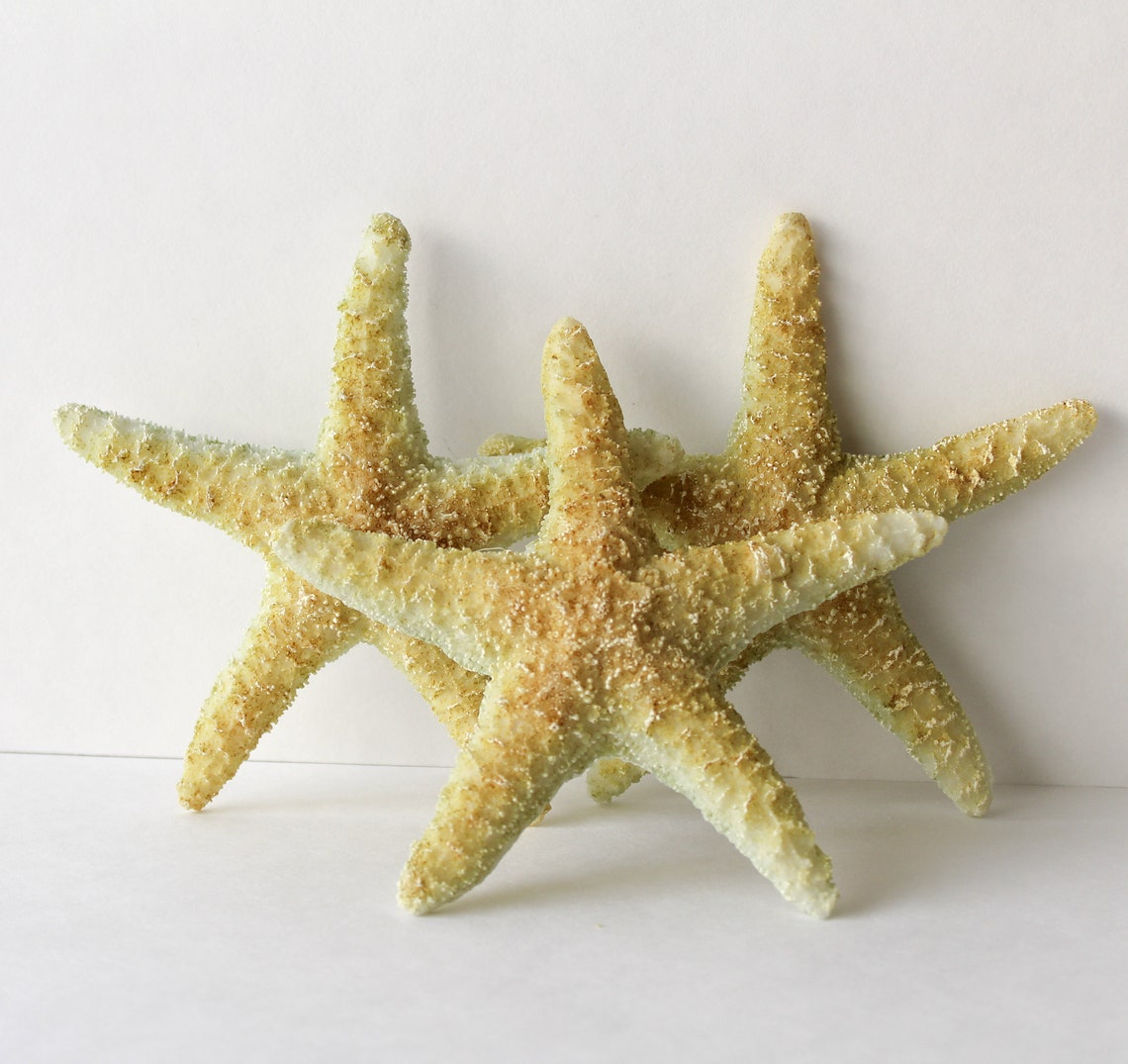 Natural Starfish Collection Beach Decor Set of Three - Etsy
