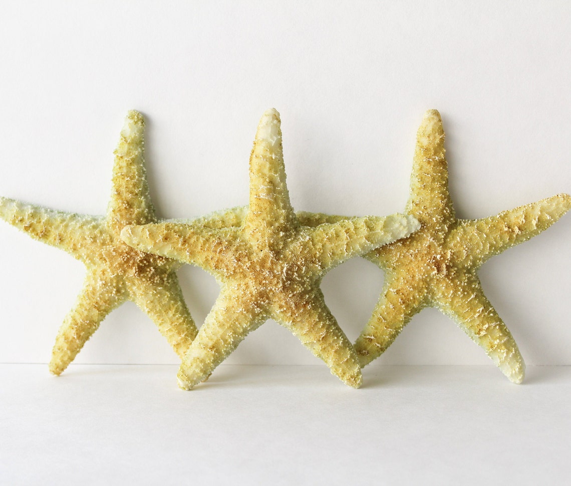 Natural Starfish Collection Beach Decor Set of Three - Etsy