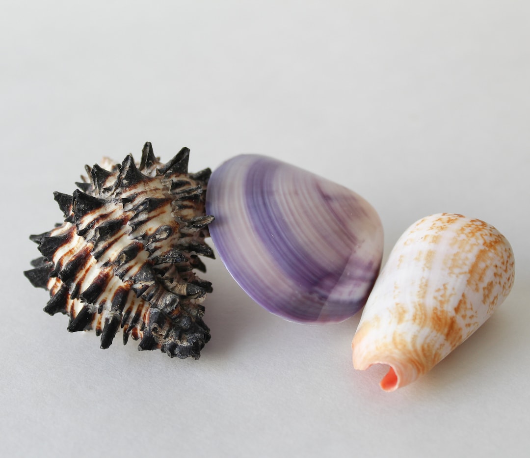 Natural Seashell Black, Purple, Orange Beach Decor Set of Three - Etsy