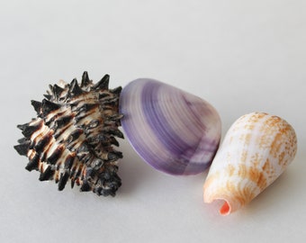 Pectin Shells Set of 5 Shell Sea Shell Seashell Seaurchin - Etsy